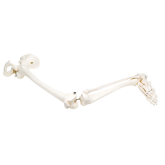 3B Scientific Anatomical Model - Loose Bones, Leg Skeleton with Hip ...
